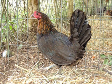 GALLINA BROWN RED SANGRES DE MEL SIMS 1.jpg :: Gallera-mtz-p3